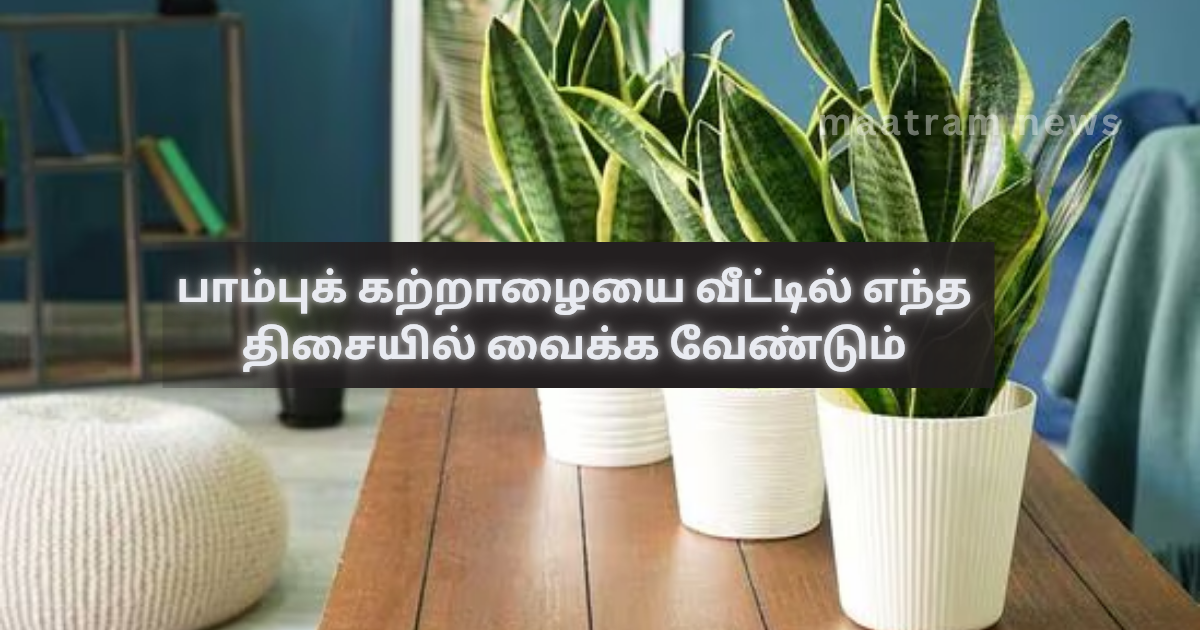 Which Direction to Place a Lucky Bamboo Plant at Home